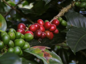 Can You Grow Coffee Beans? Here's How To Grow Coffee Beans (Explained ...