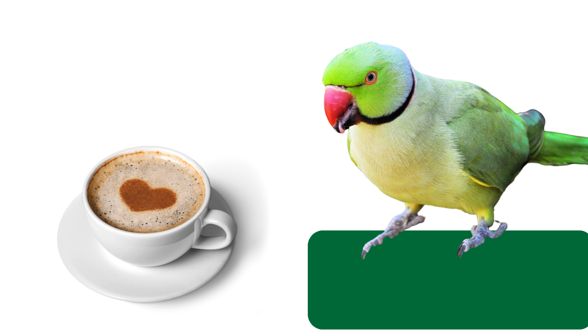 Can Parrots Drink Coffee? Exploring The Pros And Cons - Hero Coffee