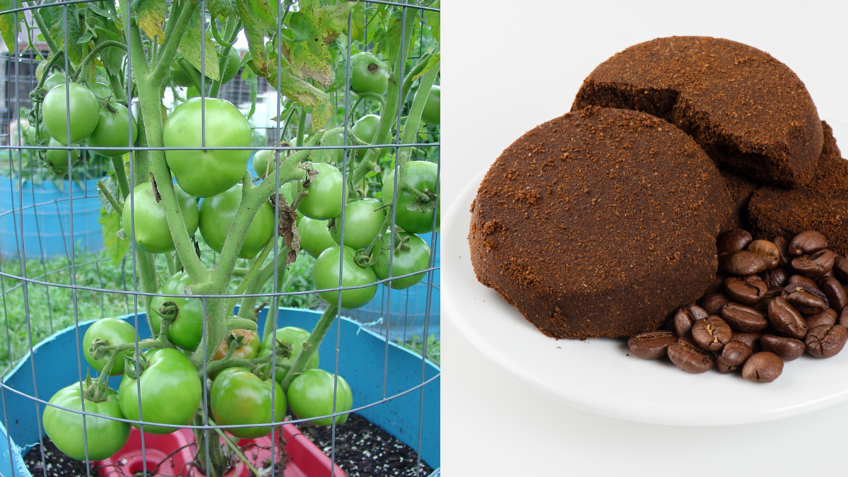Are Coffee Grounds Good For Tomato Plants: Benefits And Precautions ...